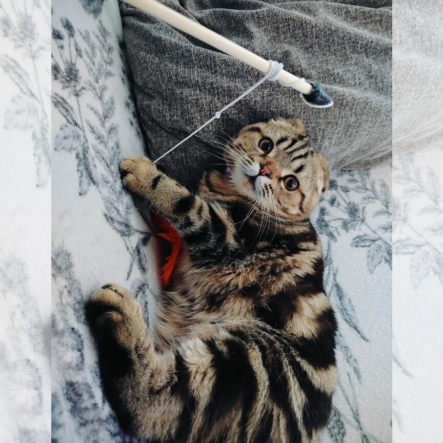 Шотландский вислоухий короткошёрстный котёнок