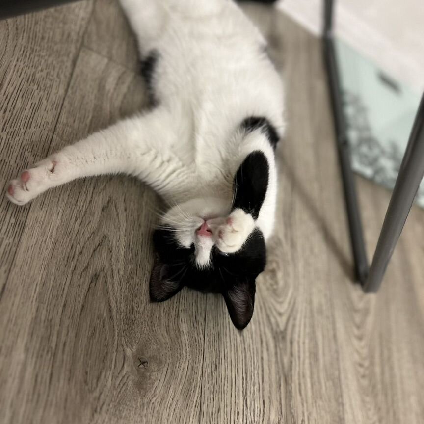 Котята отдам бесплатно