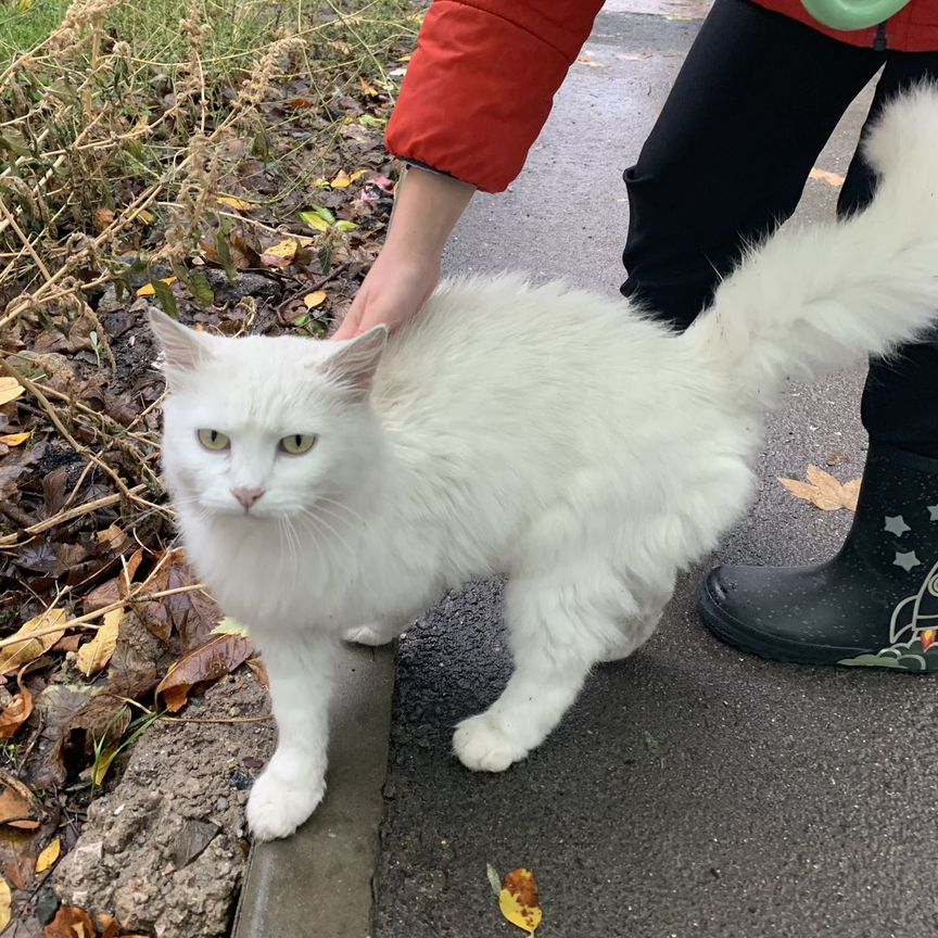 Котик в добрые руки