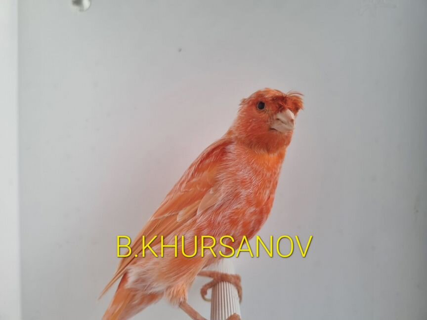 Муаровые кенары