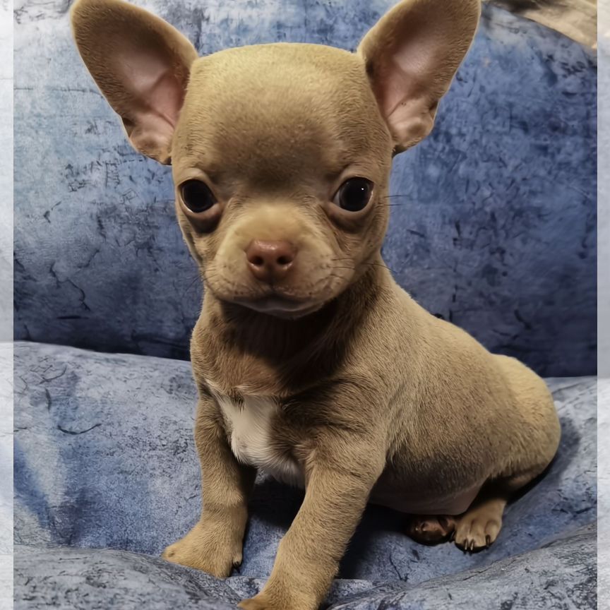 Чихуахуа, щенок