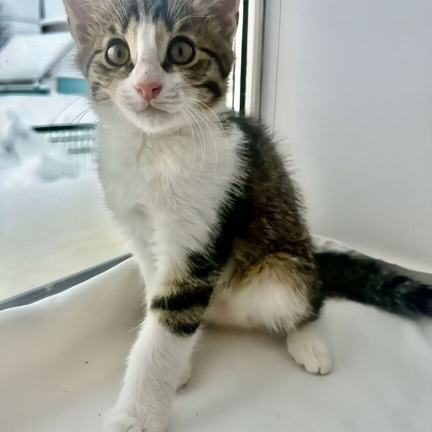 Котёнок в добрые руки