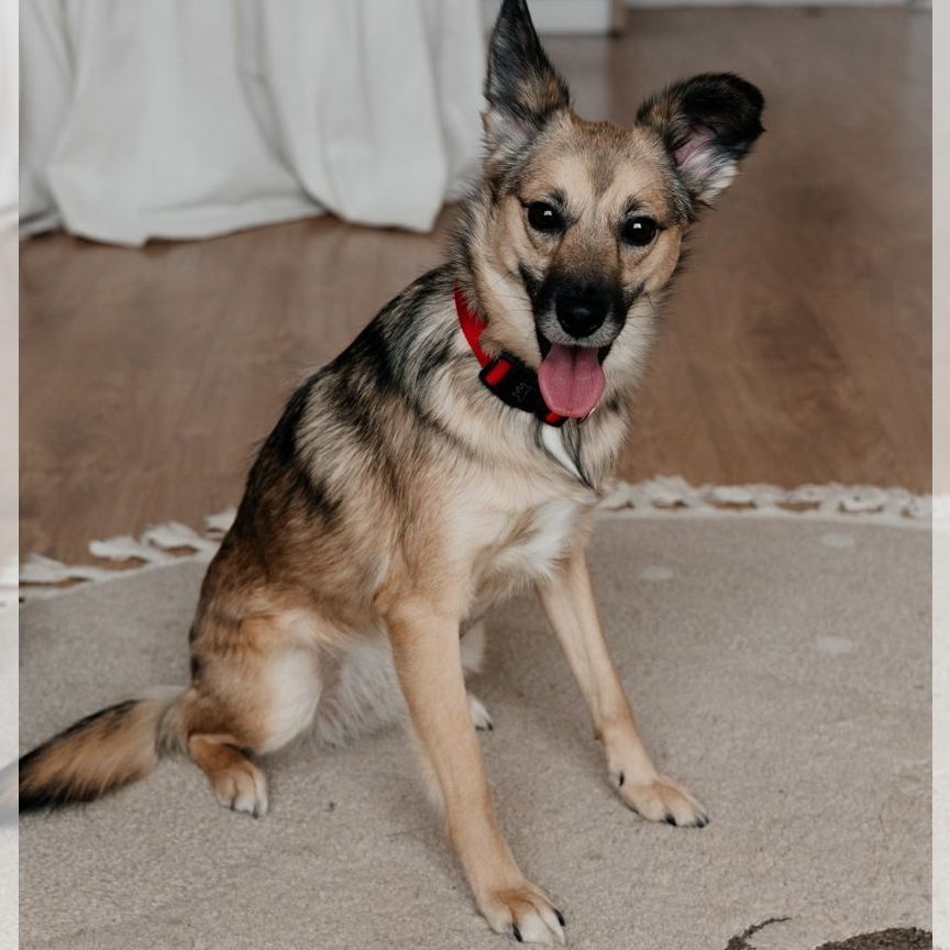 Взрослая собака в добрые руки