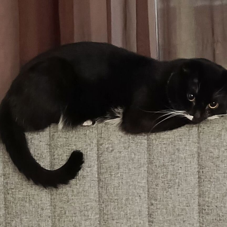 Британские котята