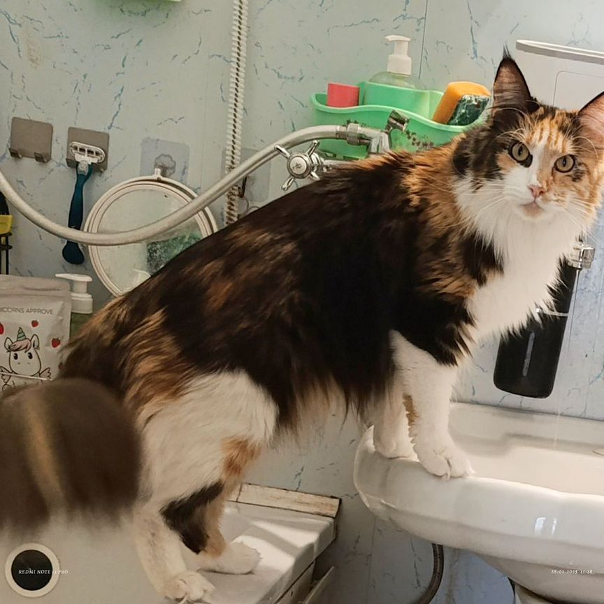 Котята мейкуны продажа