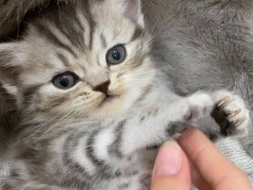 Котенок шотландской породы