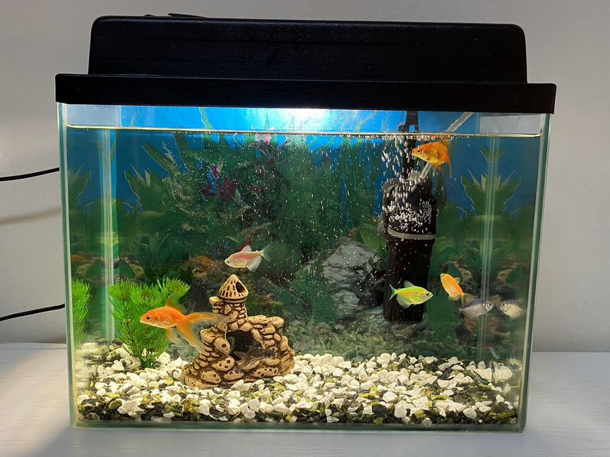 Аквариум с рыбками