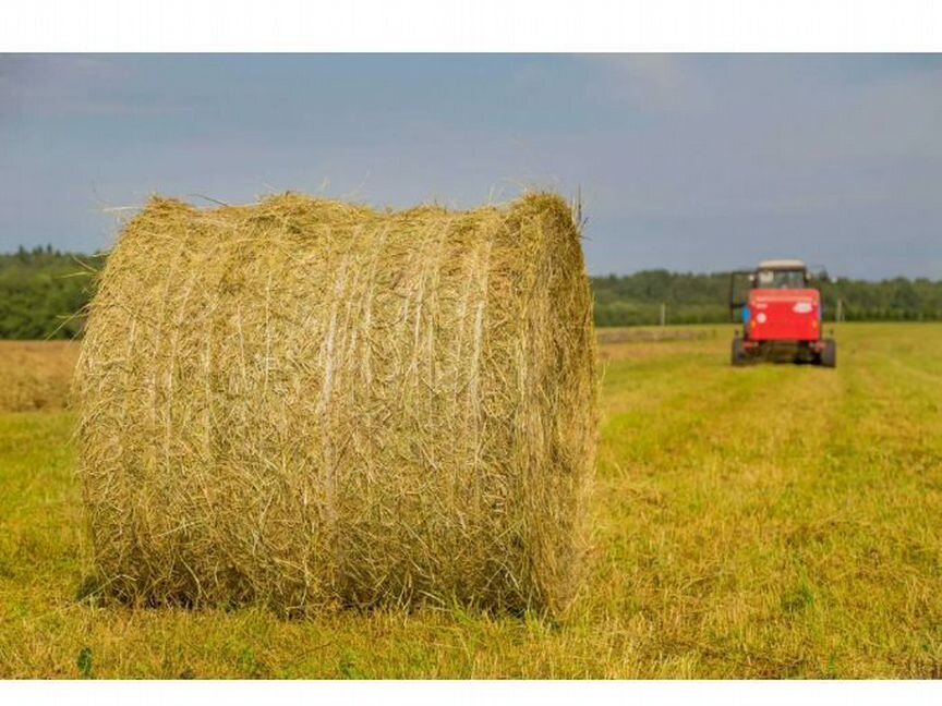 Продам сено в тюках