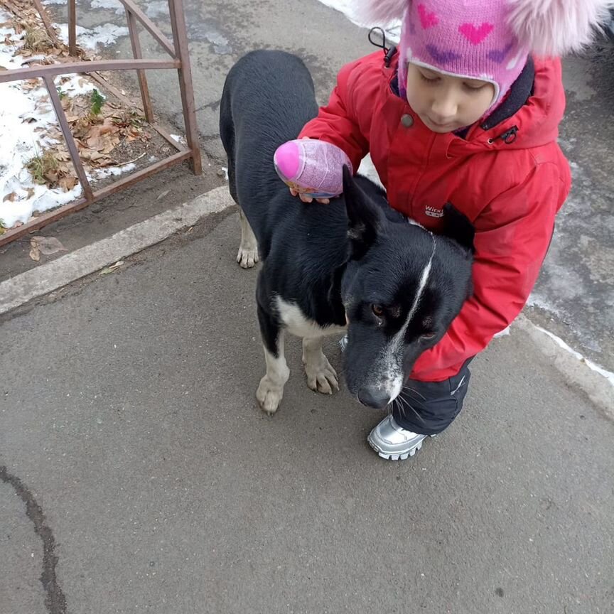Это Рэй. Собака в глазах,которой еще есть надежда