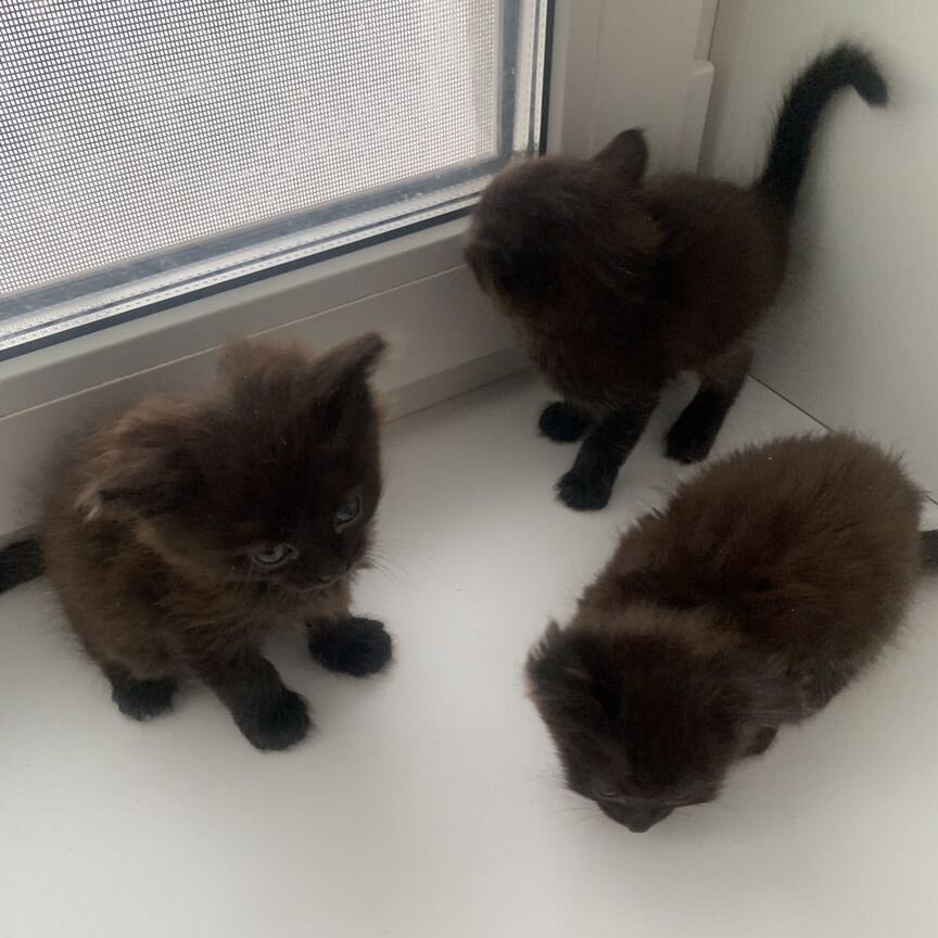 Котёнок (мальчик) бесплатно в добрые руки