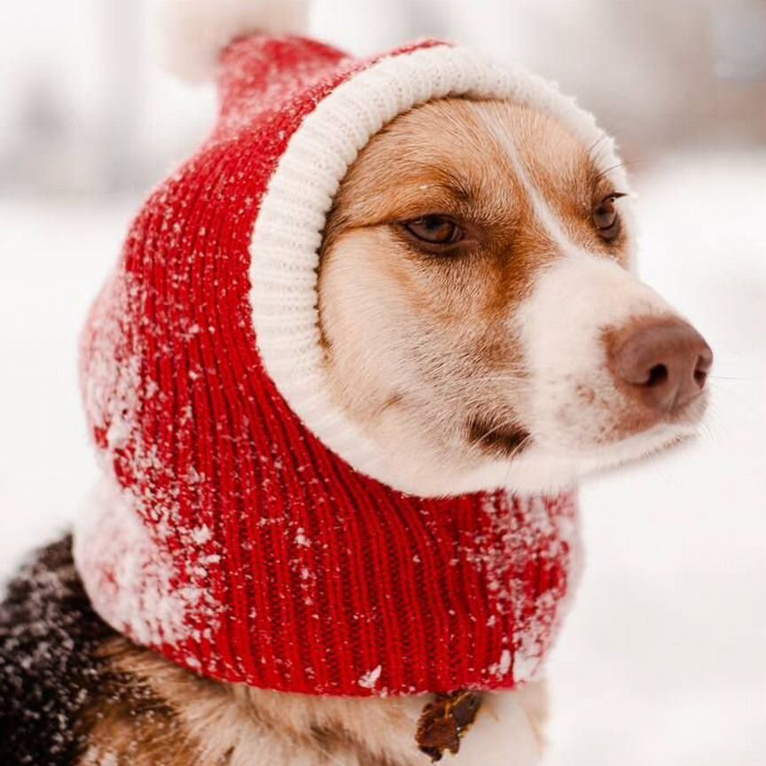 Лайка, взрослая собака