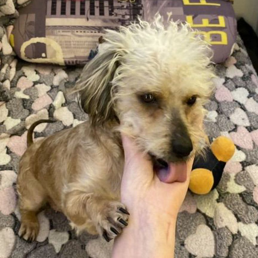 Русская цветная болонка, взрослая собака