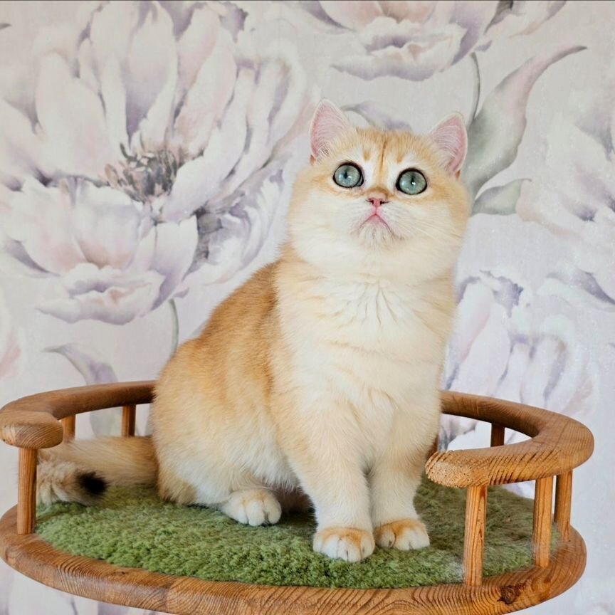 Котенок золотая шиншилла ny12