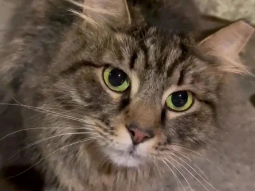 Котик замерзает на улице