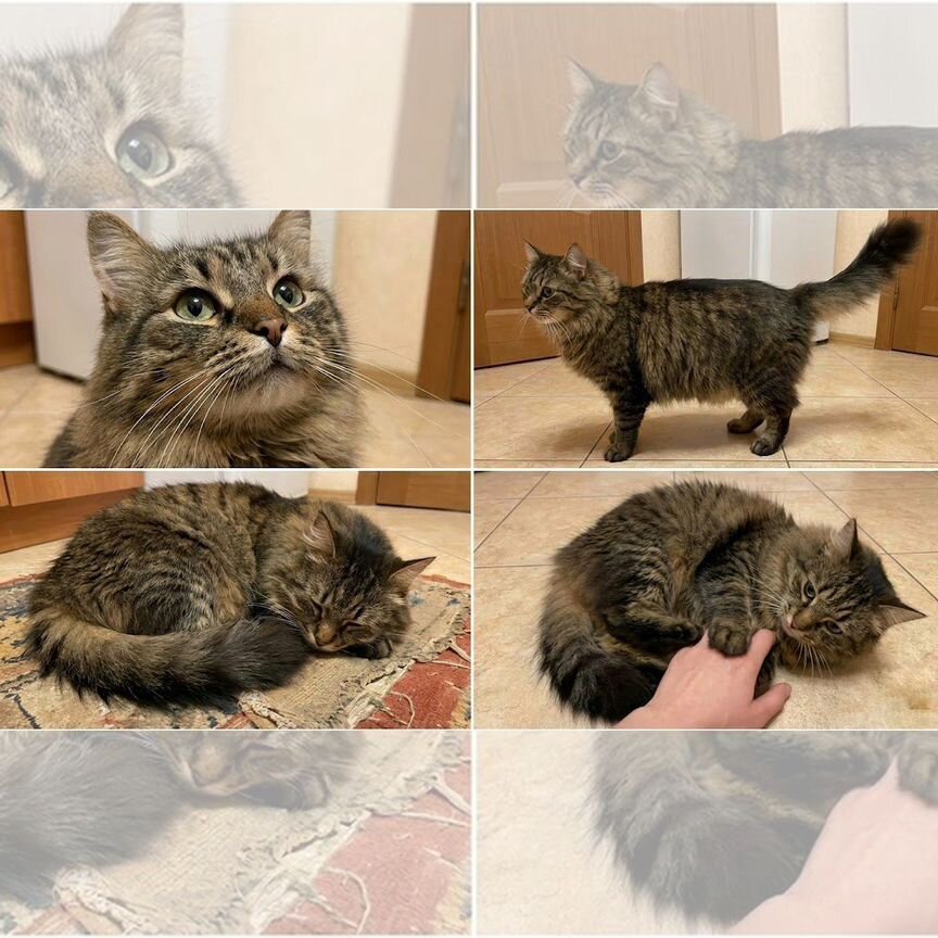 Взрослый кот в добрые руки