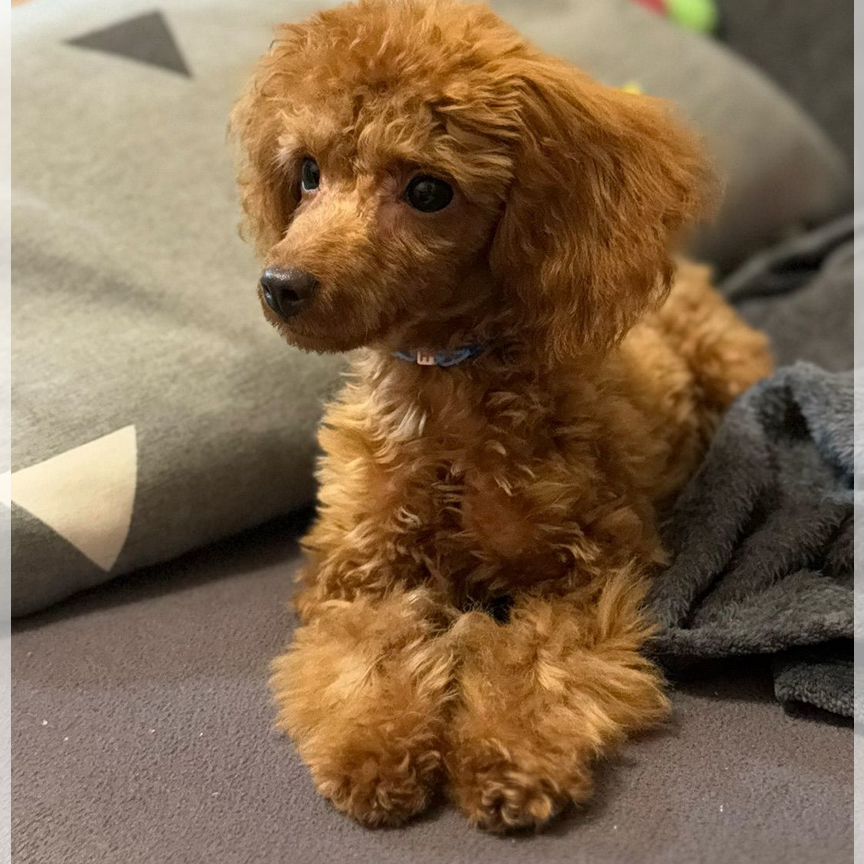 Той-пудель ред браун