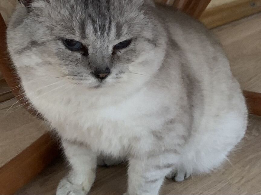 Кот шиншилла в дар