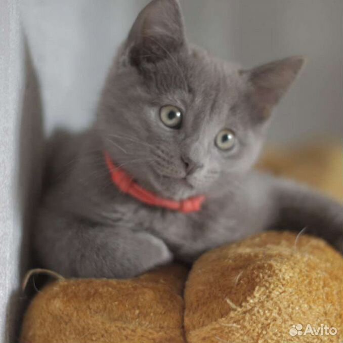 Самый ласковый мальчик 4,5 мес русская голубая