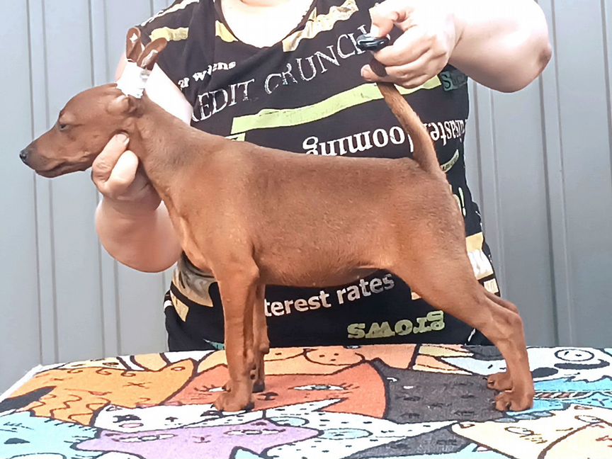 Собаки щенки маленькой породы