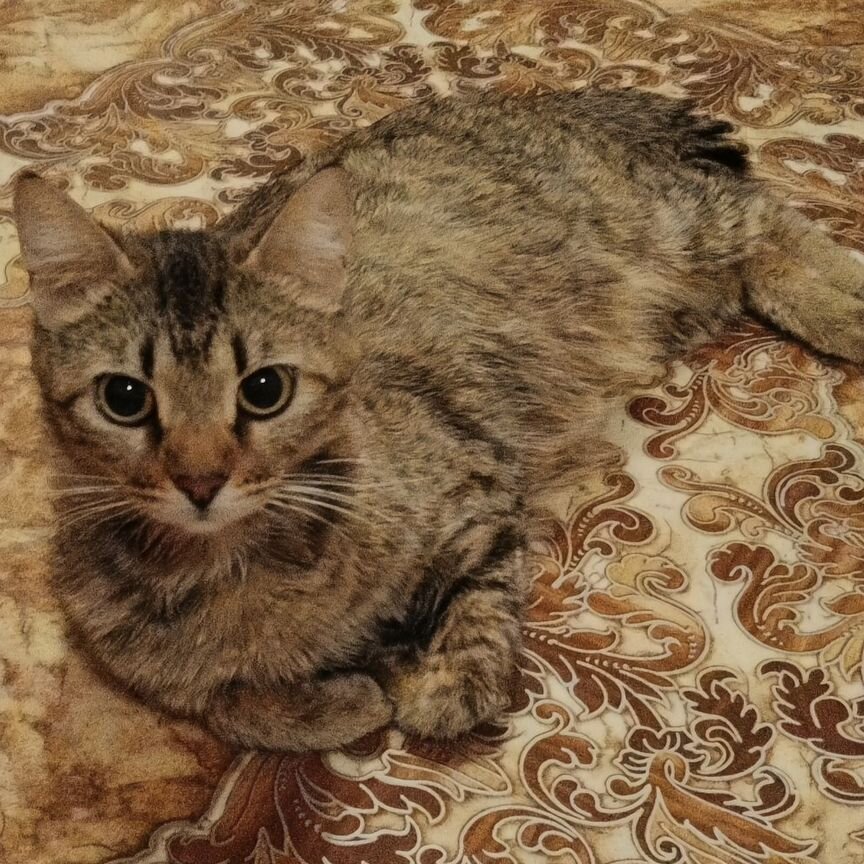 Бенгальская, взрослая кошка