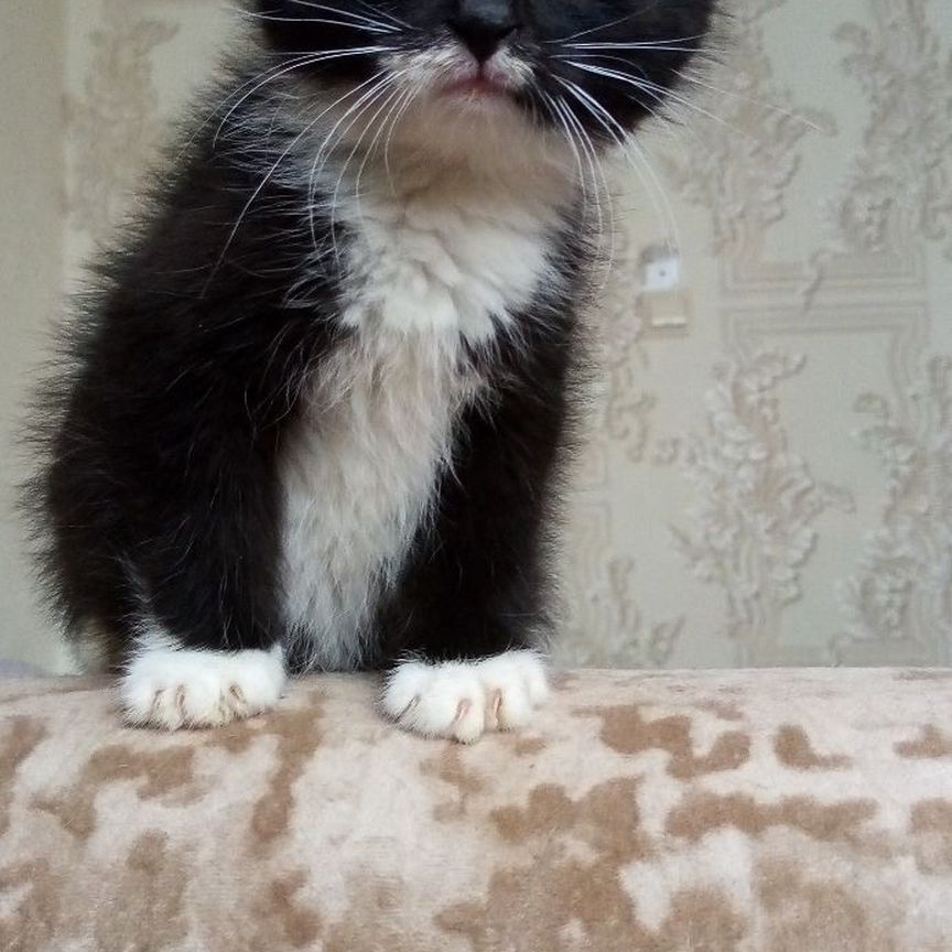 Котенок в добрые руки