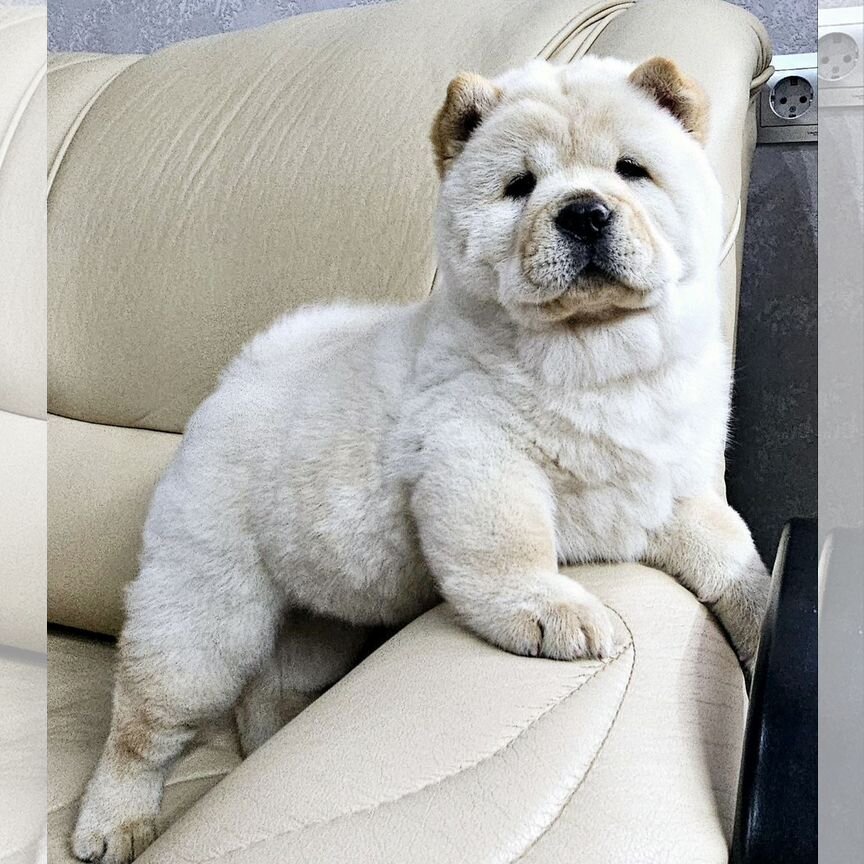 Девочка чау-чау смуф