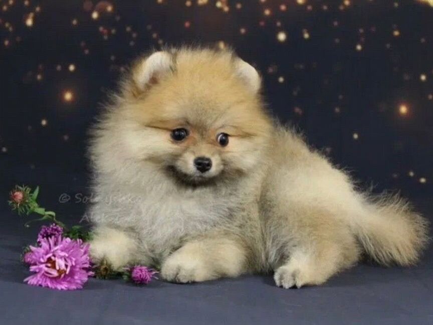 Немецкий Шпиц