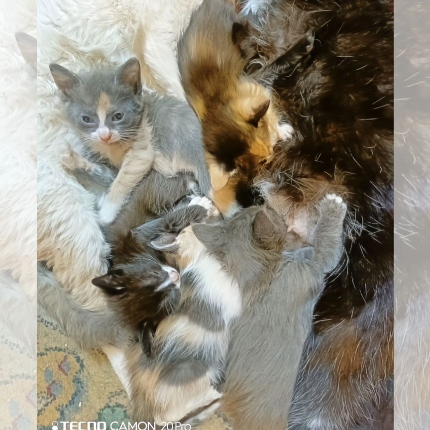 Котёнок в добрые руки