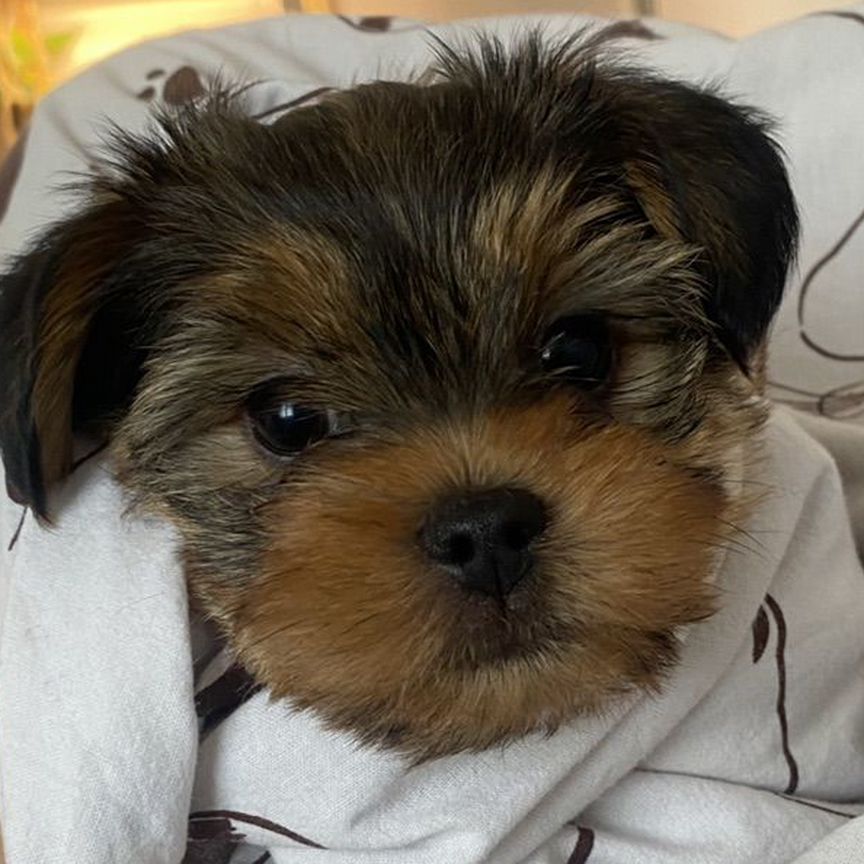 Йоркширский терьер, щенок