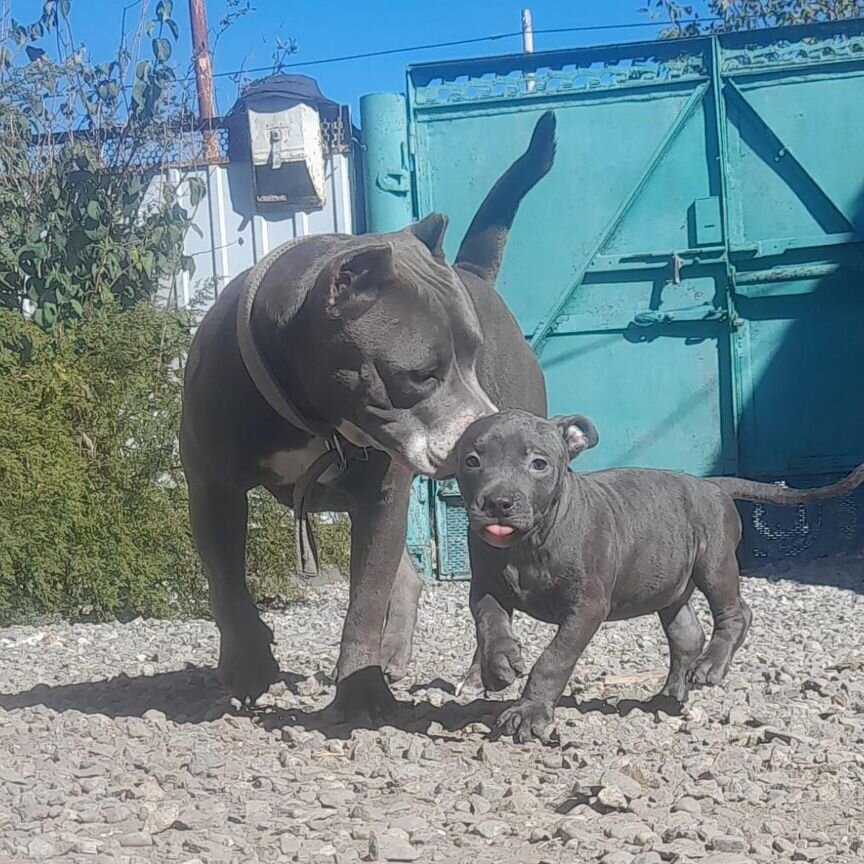 Ам.булли щенок