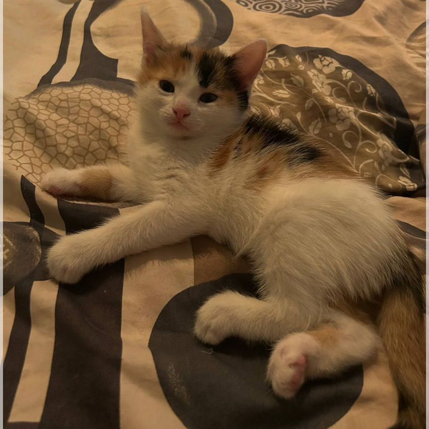 Котёнок в добрые руки