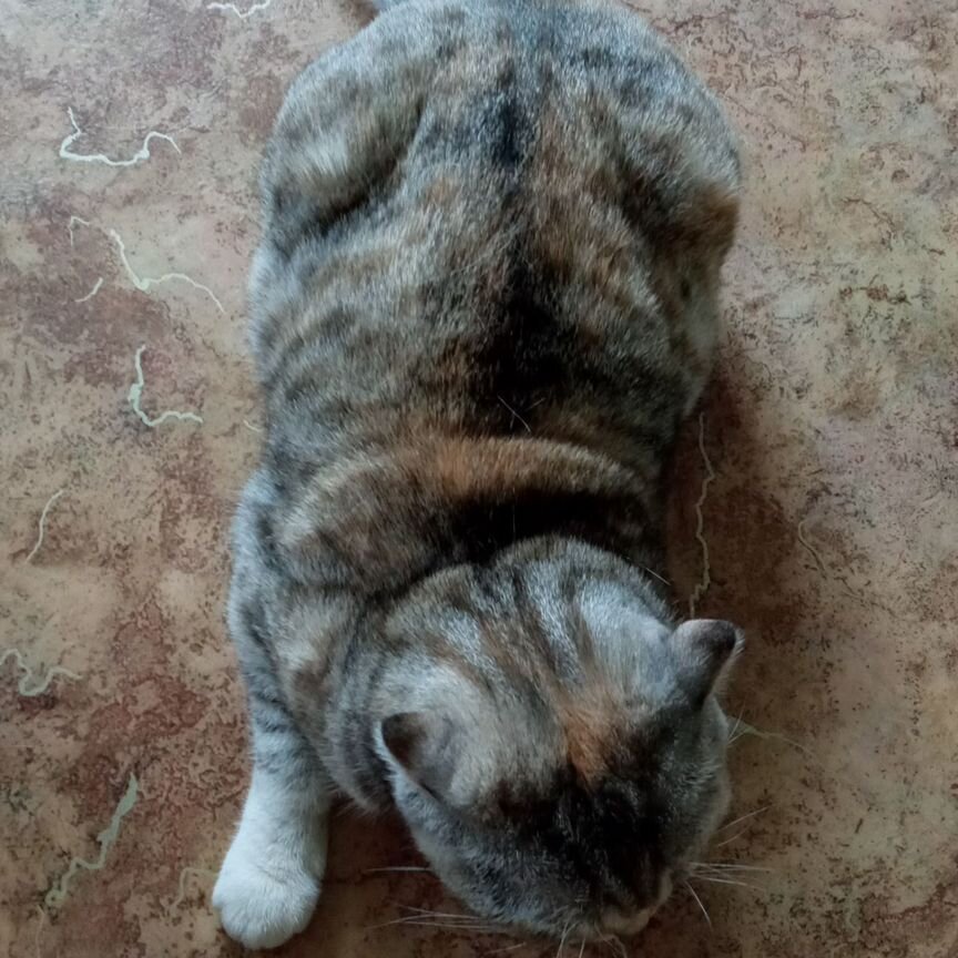 Шотландская вислоухая кошка