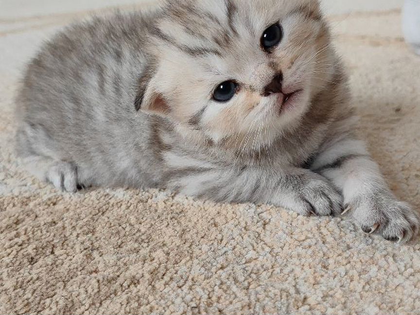 Красивущие чистокровные шотландские котята