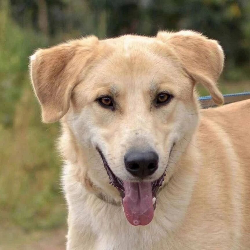 Отличный пес Вижай