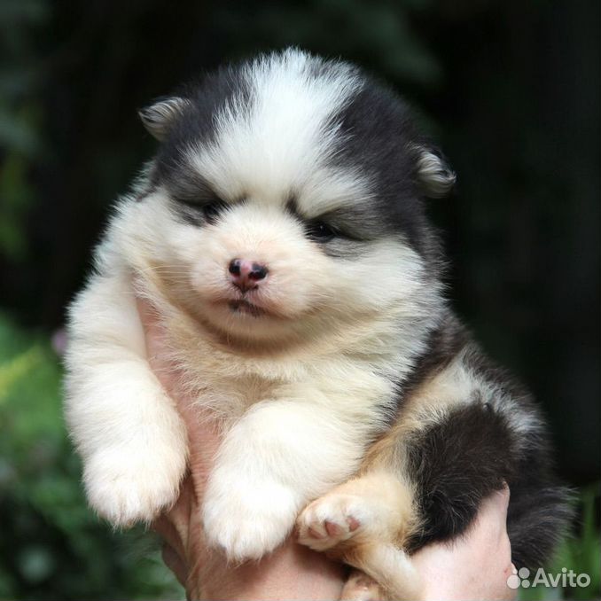 Девочка помски той размер