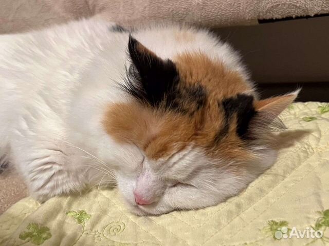 Кошка трехцветка ангорская Боня 3года ласковая