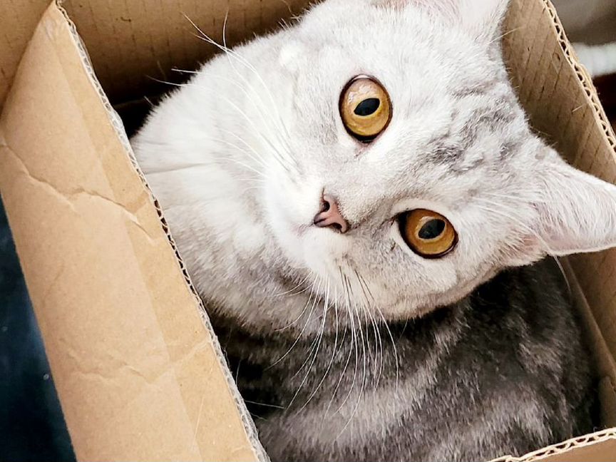 Продам Кошку