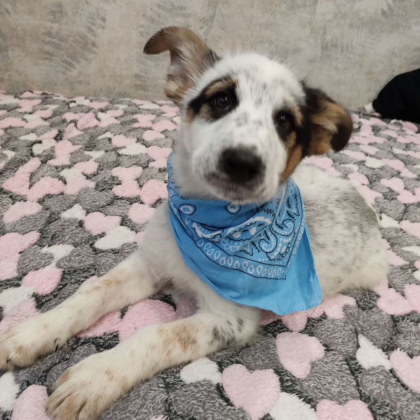 Малыши с приюта 2,5 мес, некуда девать