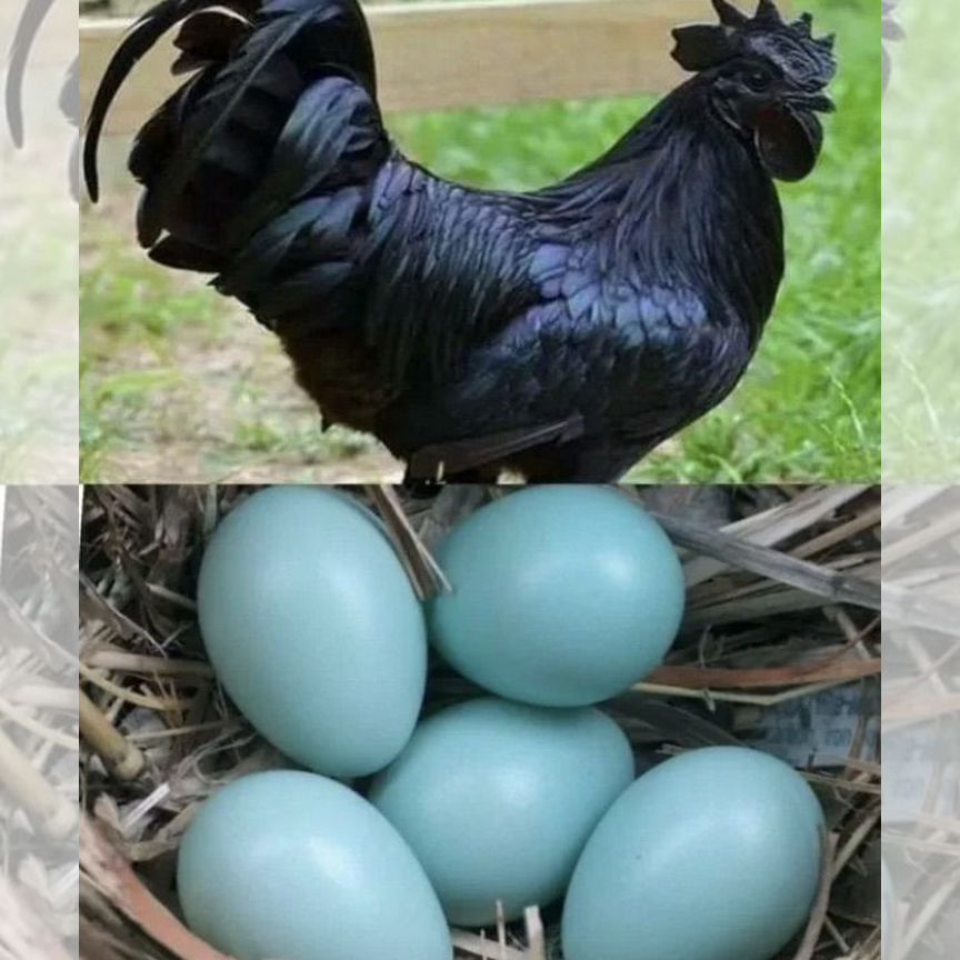 Куры и петухи домашние