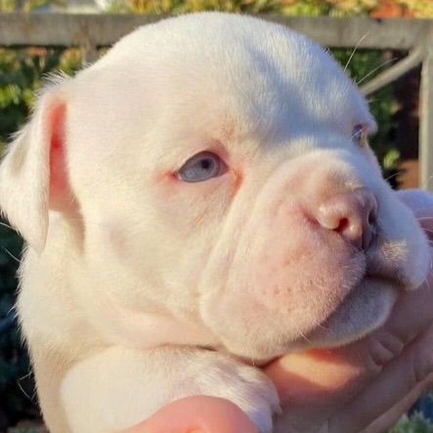 Голубоглазые шедевры. Ам булли