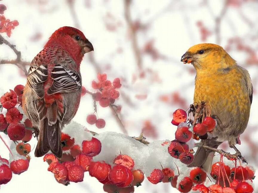 Певчие птицы. Щуры