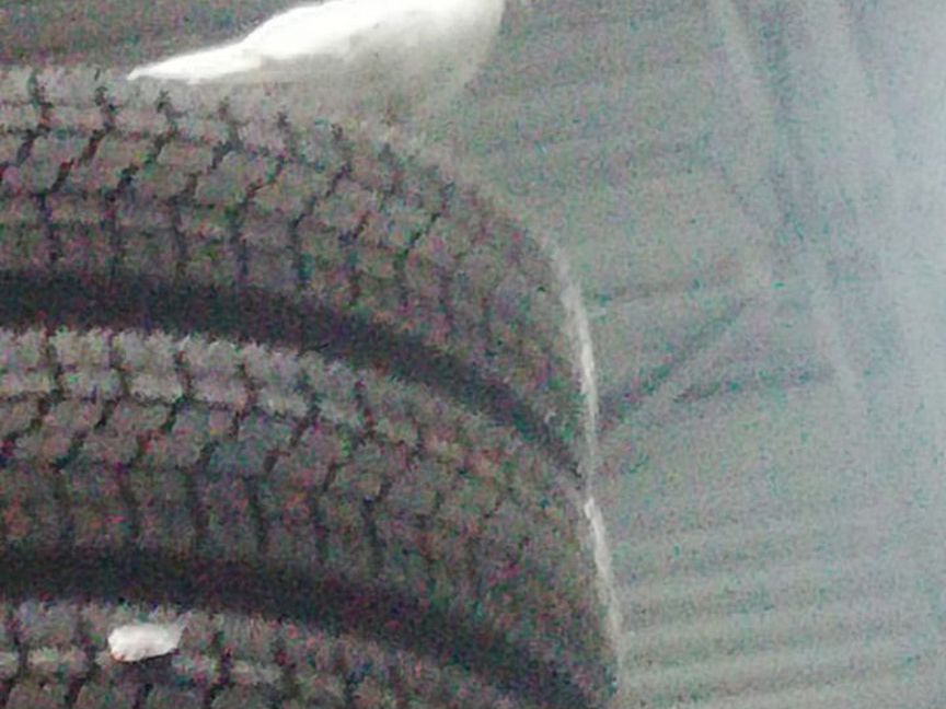 Голубь белый с кольцом д. Грибки