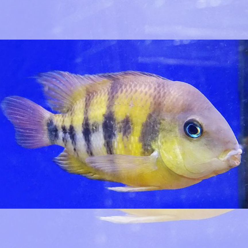 Куттери семья - самец + 2 самки. Взрослые