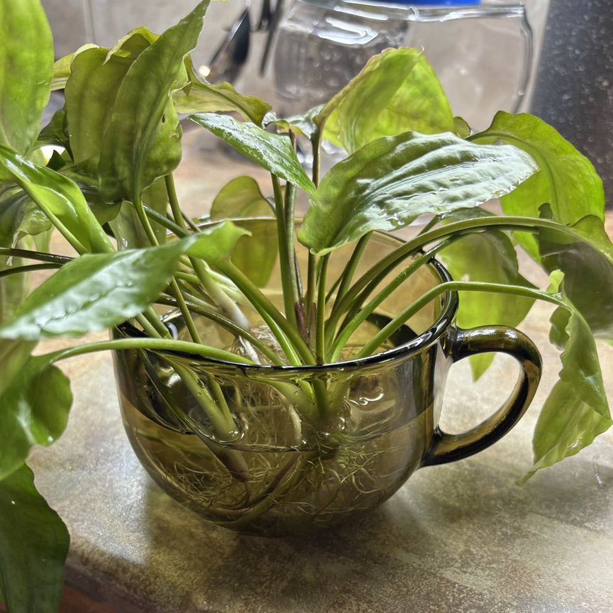 Водоросли в аквариум