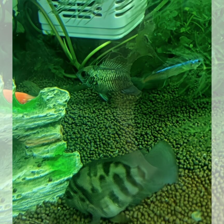 Аквариумные рыбки