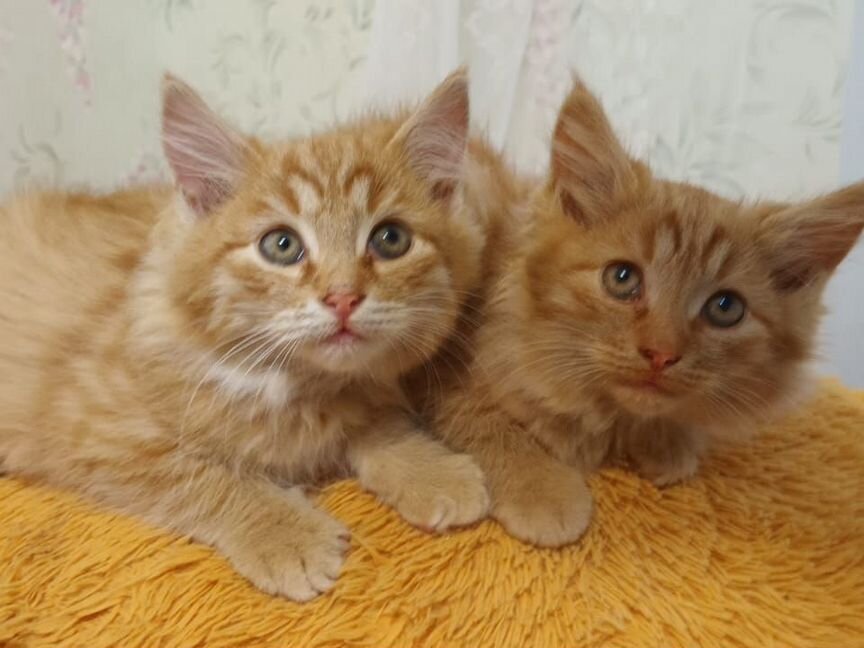 Раздаю котят