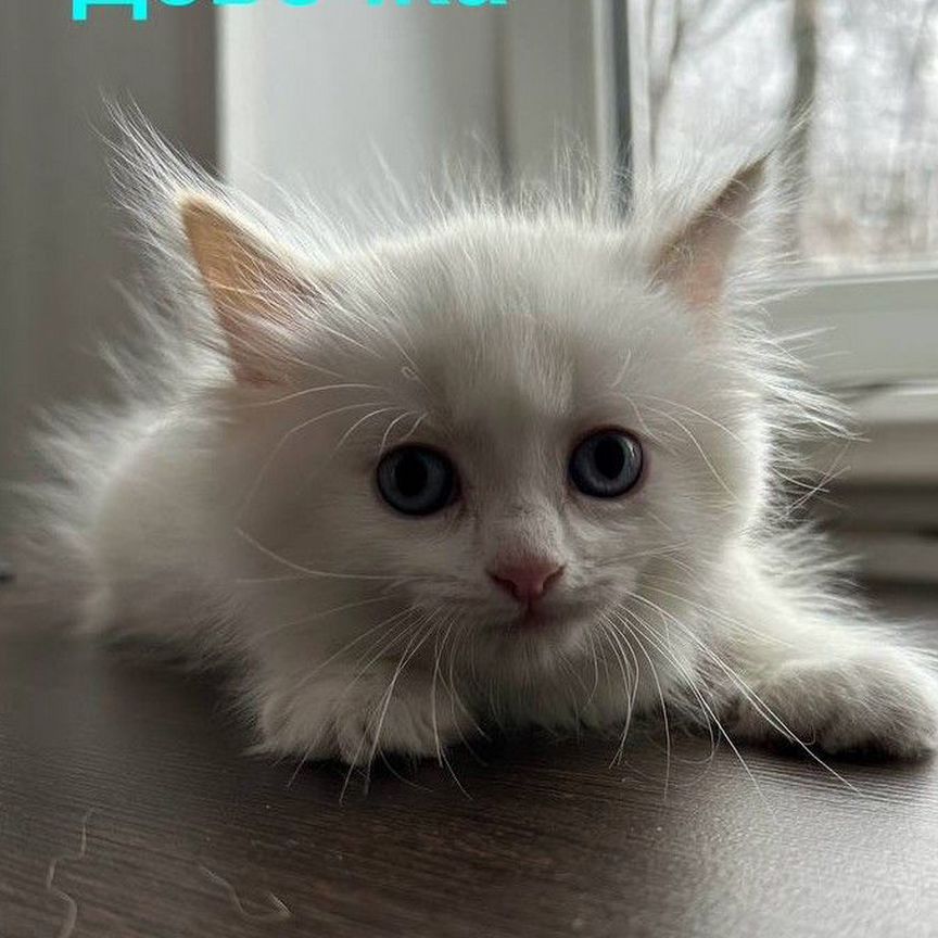 Котёнок в добрые руки