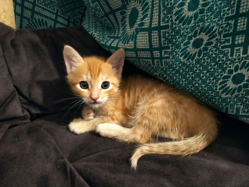 Рыжий котенок девочка 1 месяц Отдам в Добрые руки