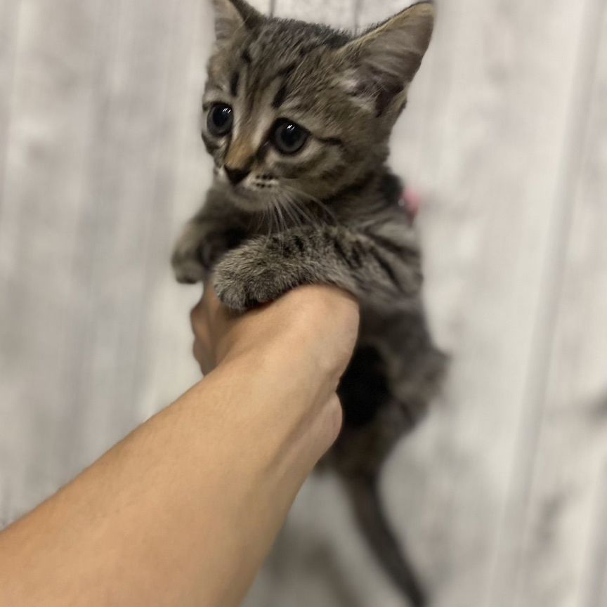 Малышка ищет семью