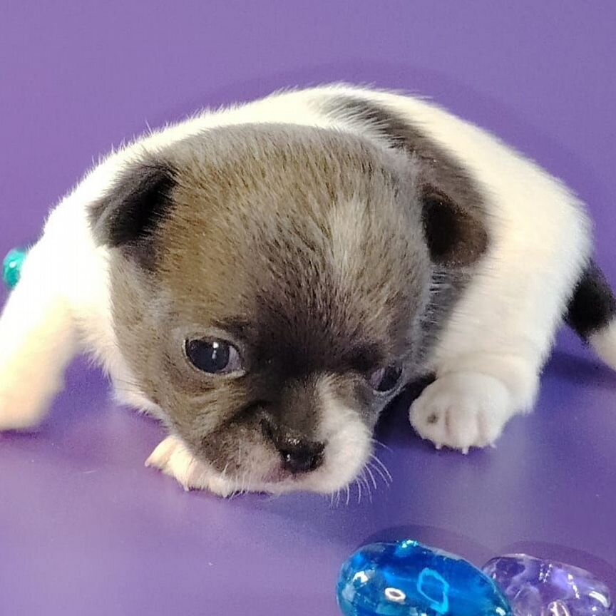 Чихуахуа, щенок